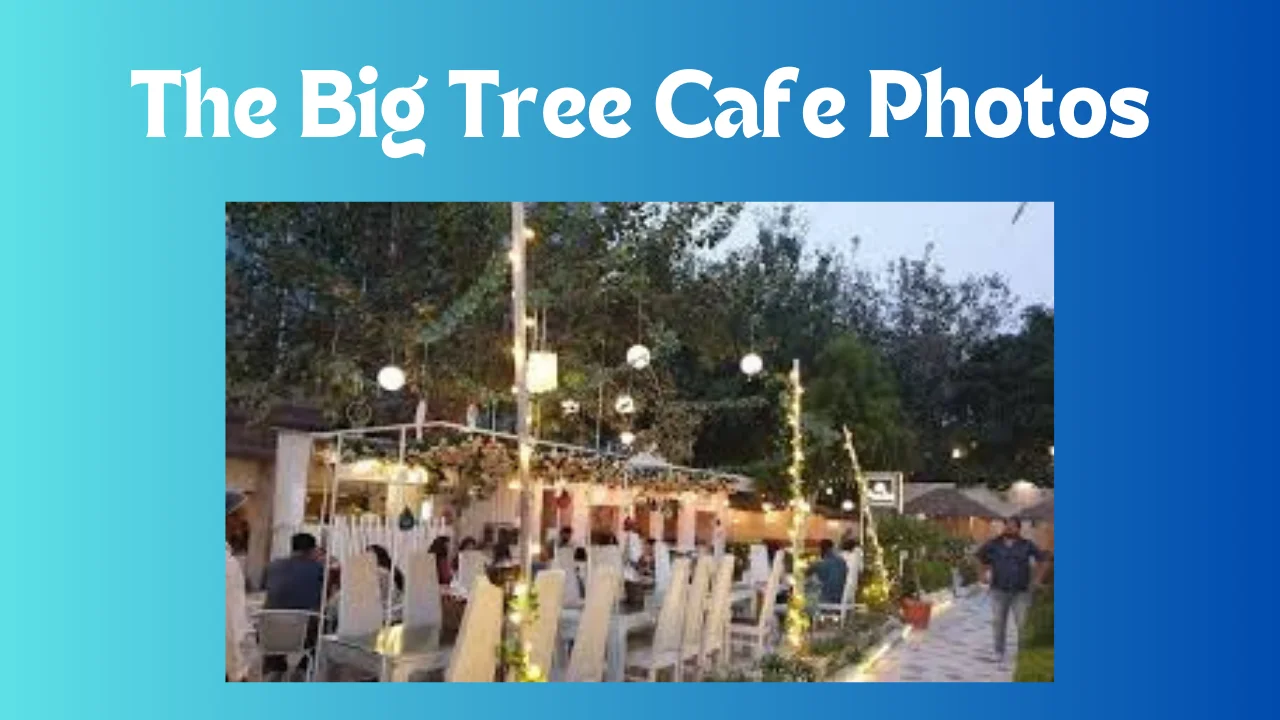 The Big Tree Cafe Photos - Techy Zip